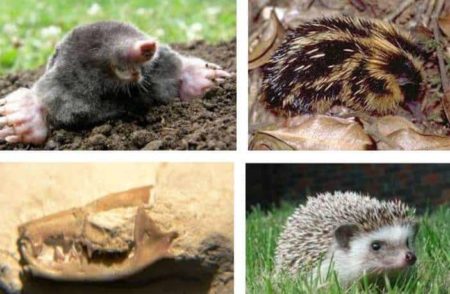 Memeli Hayvanlar Nelerdir - Mühendis Beyinler