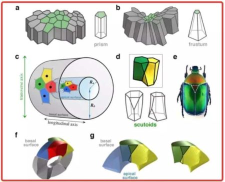 Yeni Bir Geometrik Şekil "Scutoid" - Mühendis Beyinler