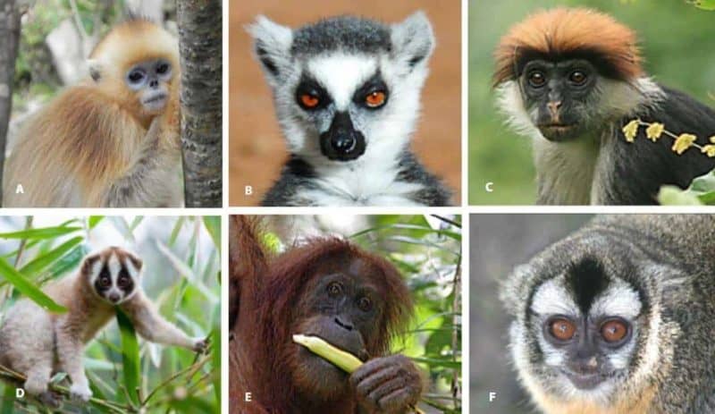 Primat Hayvanların Özellikleri - Mühendis Beyinler