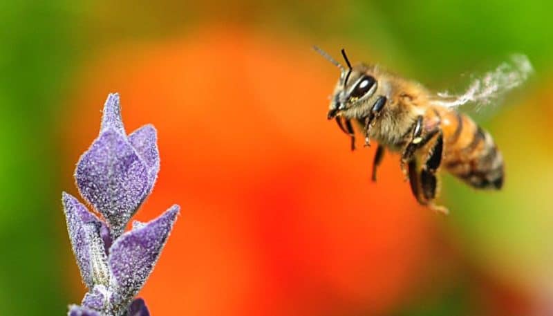 Arı Türleri ve Çeşitleri - Mühendis Beyinler